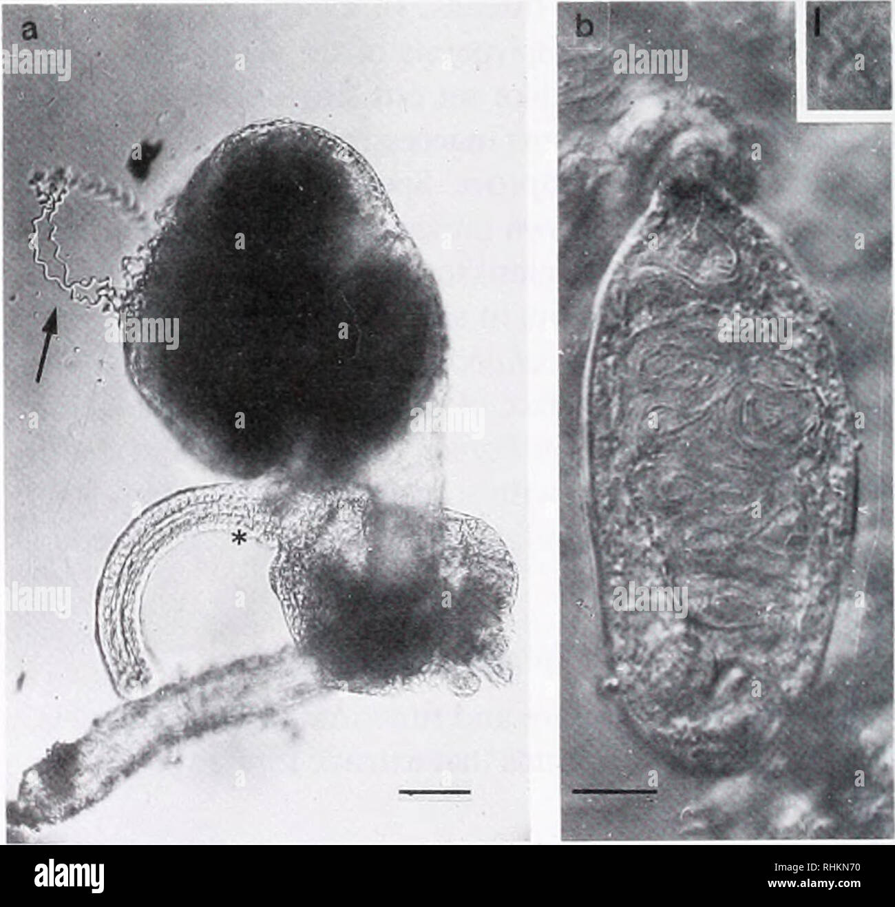 Zooid animals hi-res stock photography and images - Alamy