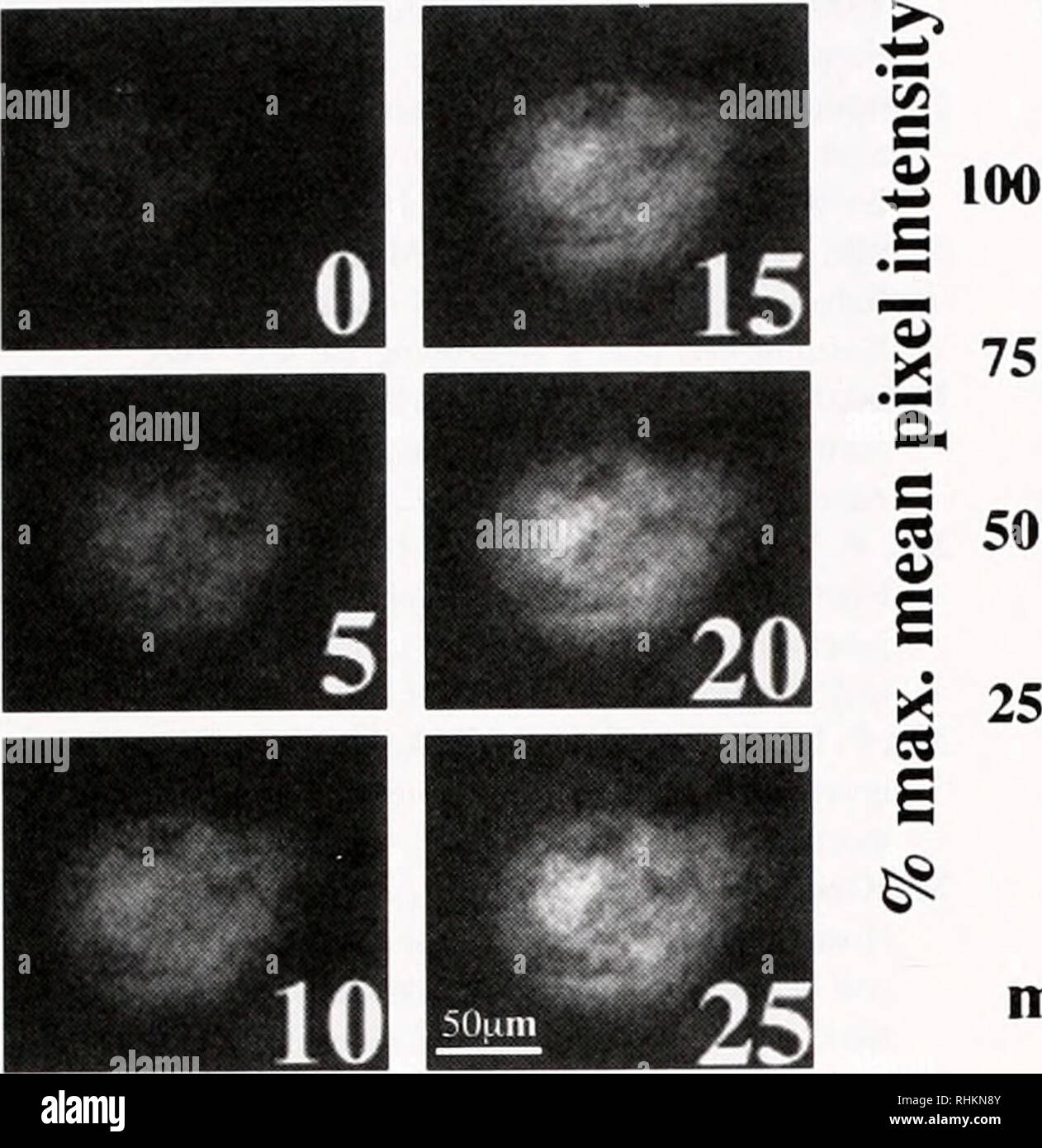 Neurons confocal microscope hi-res stock photography and images - Alamy