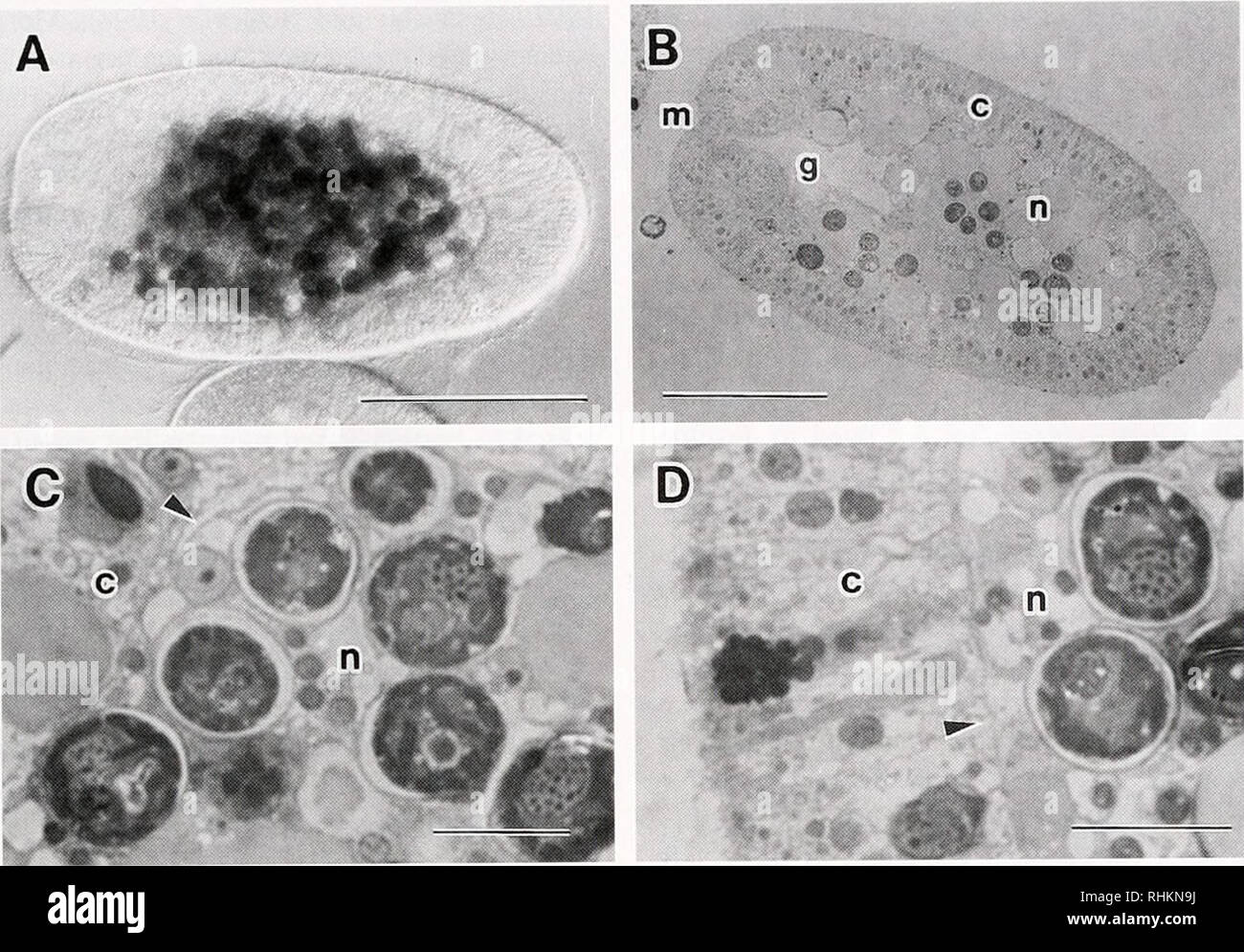 Zooxanthellate hi-res stock photography and images - Alamy