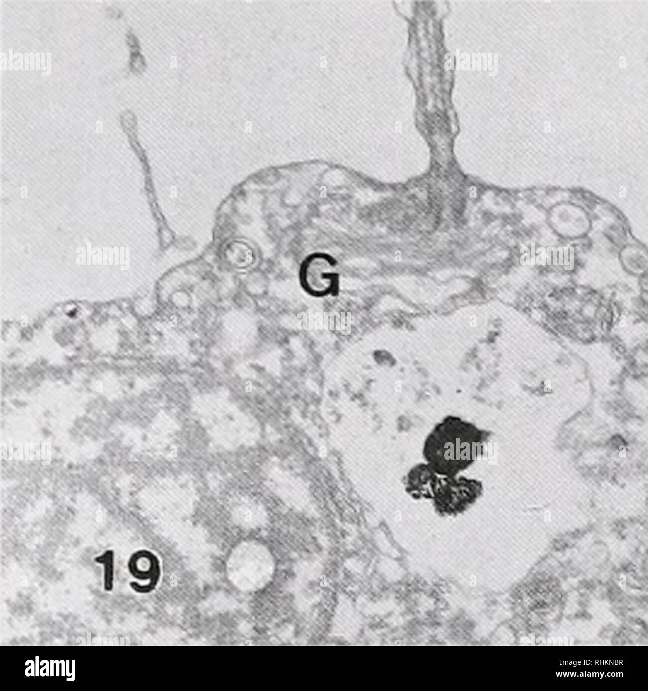 . The Biological bulletin. Biology; Zoology; Biology; Marine Biology ...