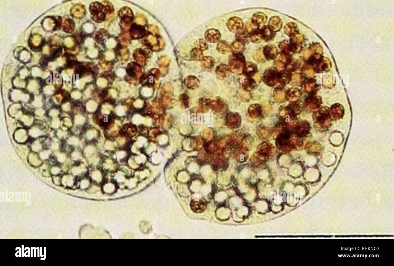 Unfertilized Egg Stock Photos & Unfertilized Egg Stock Images - Alamy