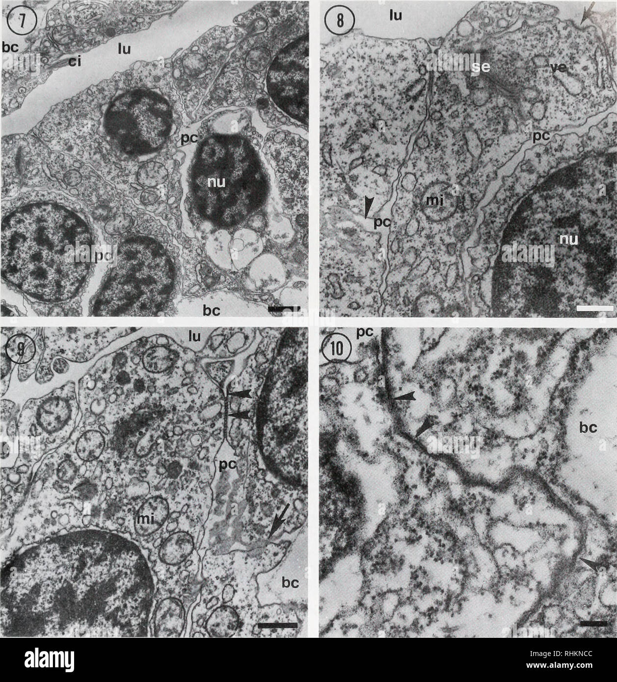 Lead nucleus hi-res stock photography and images - Alamy