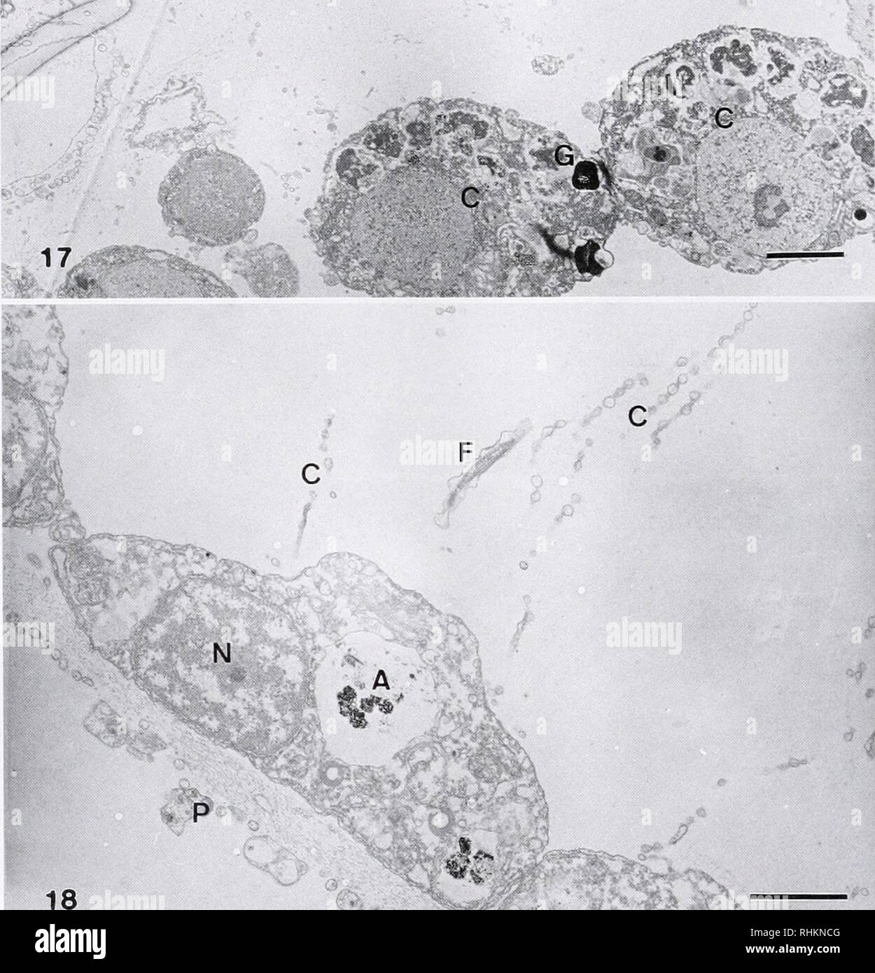 . The Biological bulletin. Biology; Zoology; Biology; Marine Biology ...