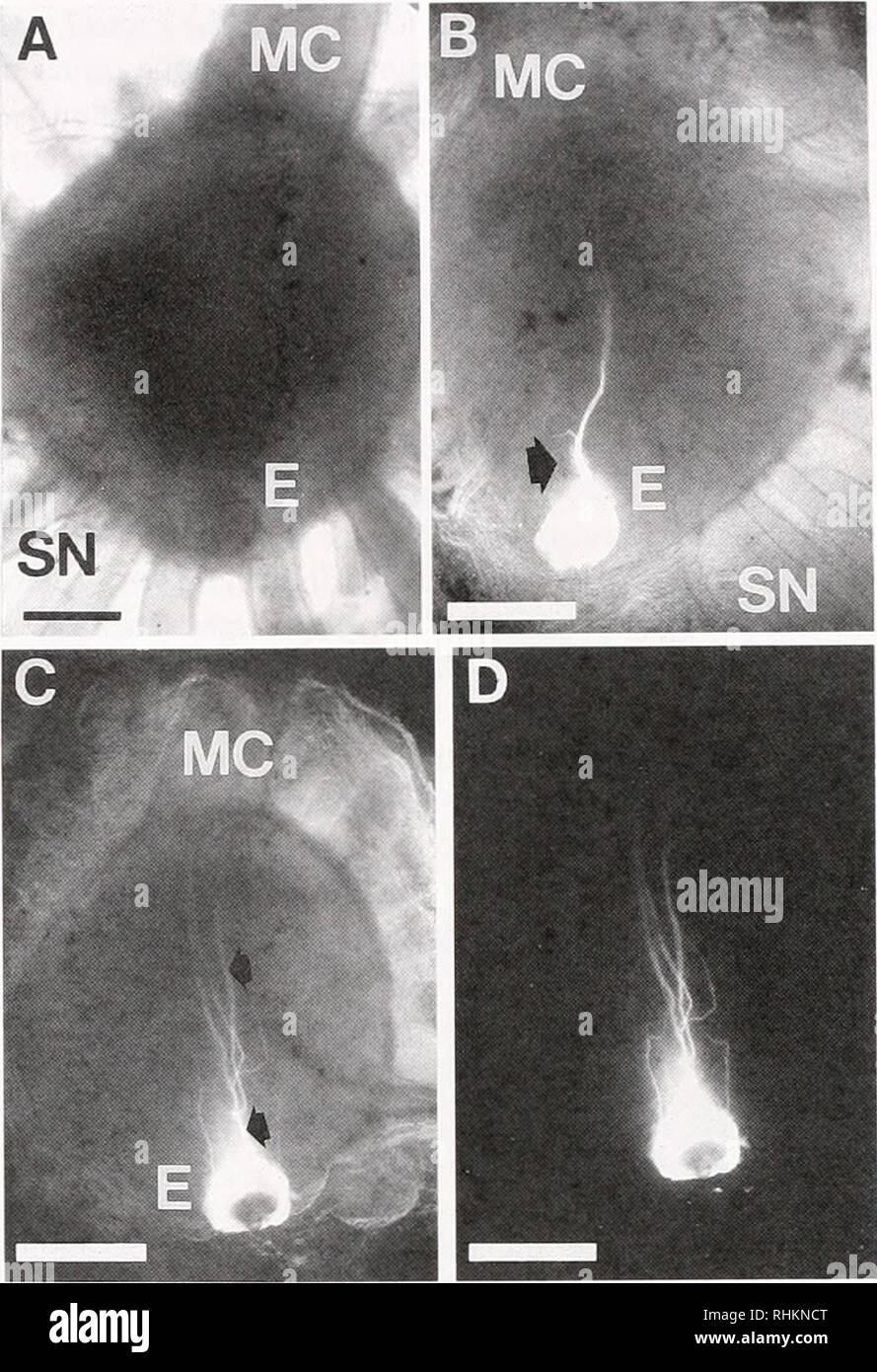 . The Biological bulletin. Biology; Zoology; Biology; Marine Biology ...