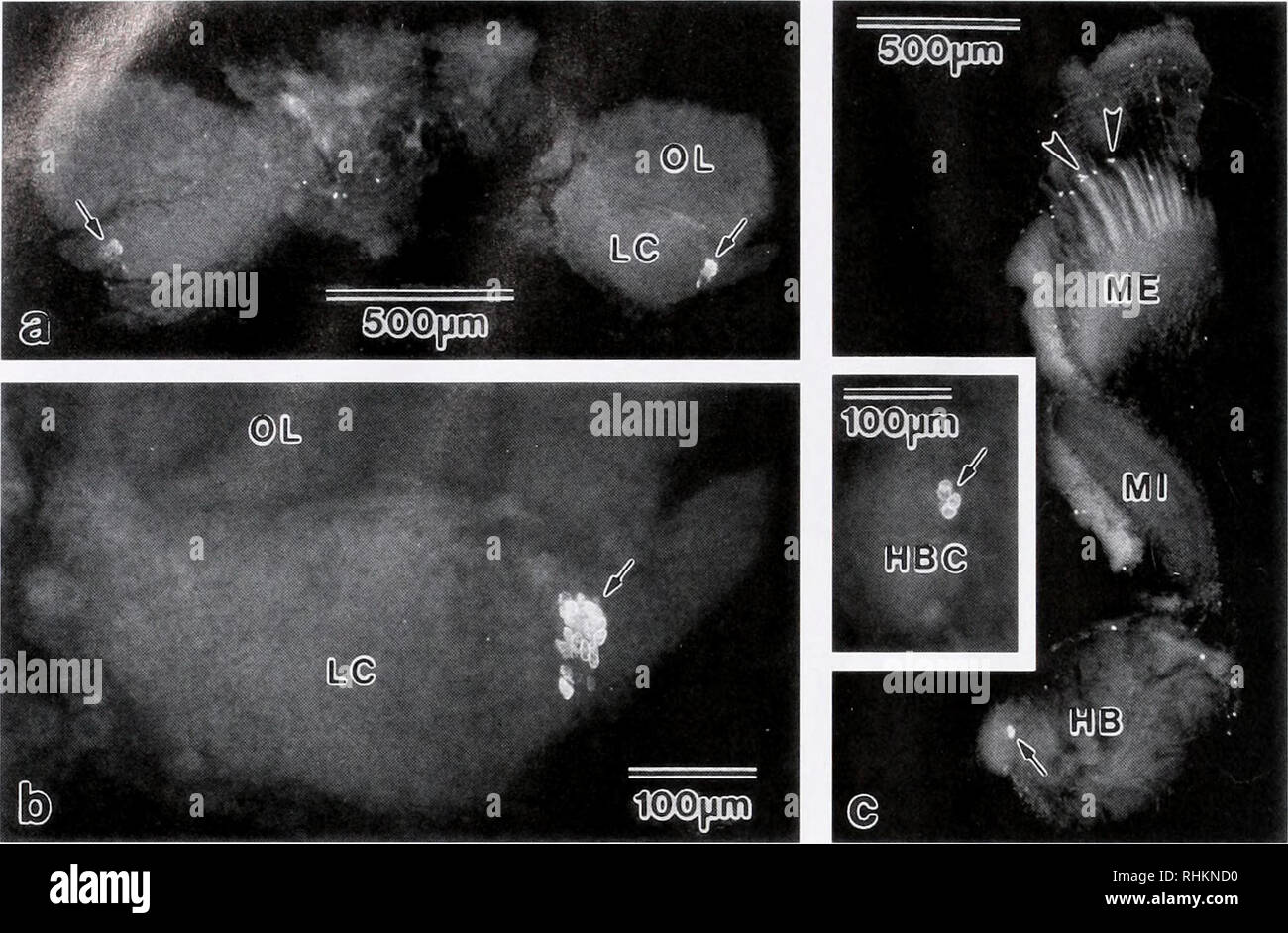 . The Biological bulletin. Biology; Zoology; Biology; Marine Biology ...