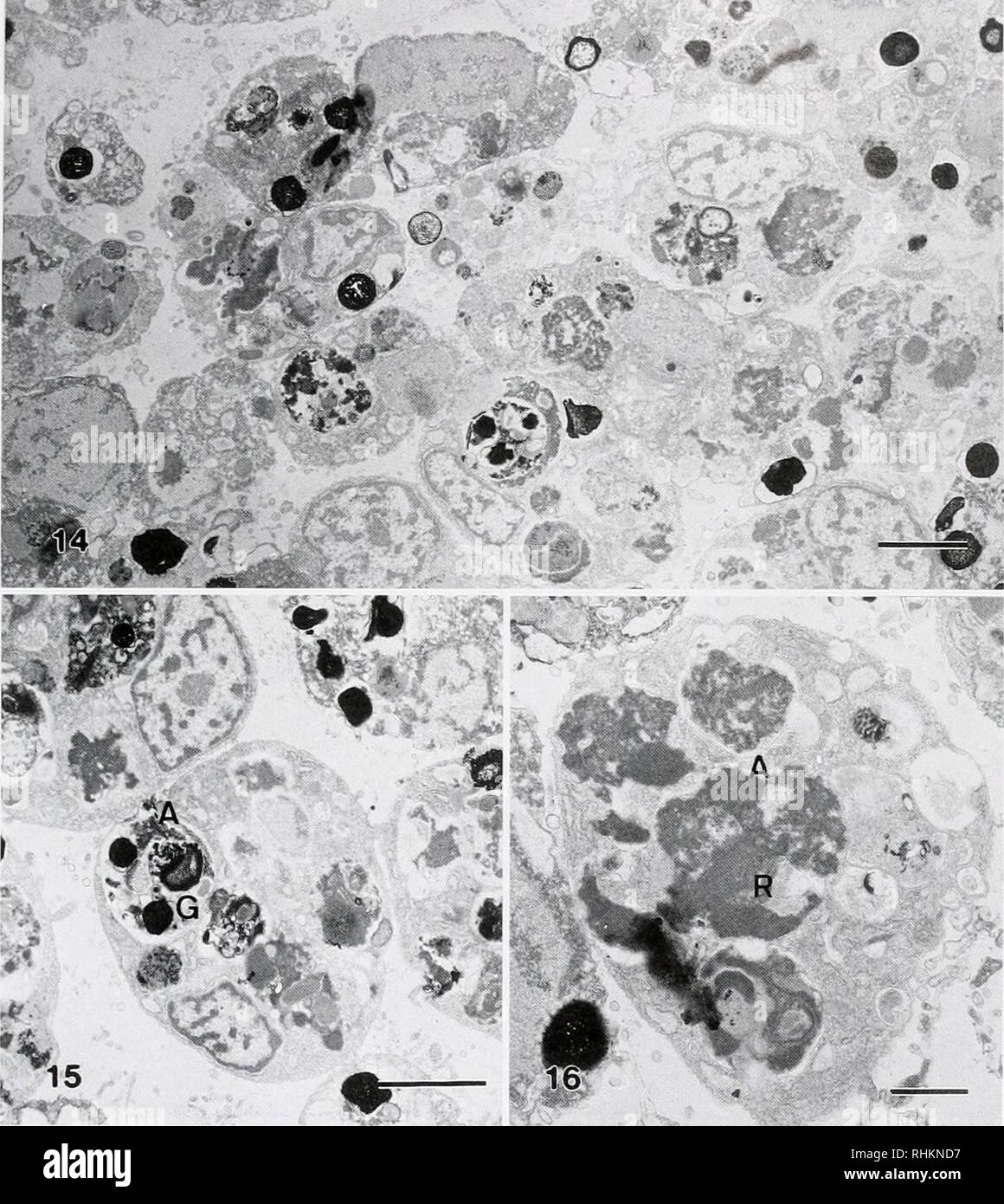 . The Biological bulletin. Biology; Zoology; Biology; Marine Biology ...