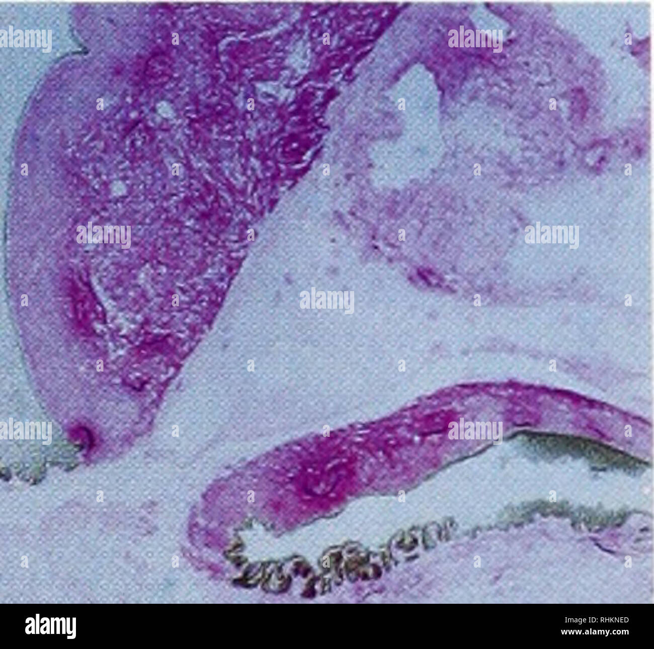 Ink sac hi-res stock photography and images - Alamy