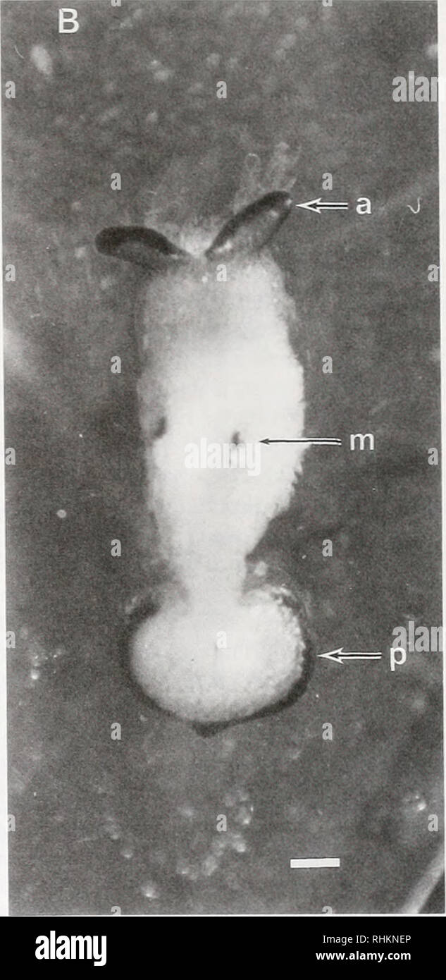 . The Biological bulletin. Biology; Zoology; Biology; Marine Biology ...