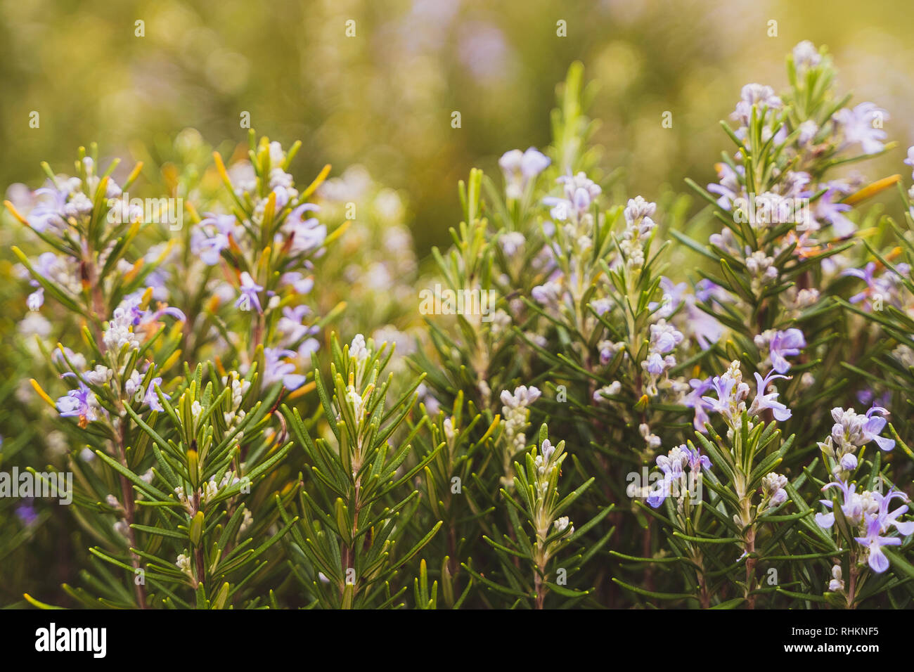 Rosmarinus officinalis rosemary white flowers hi-res stock photography ...