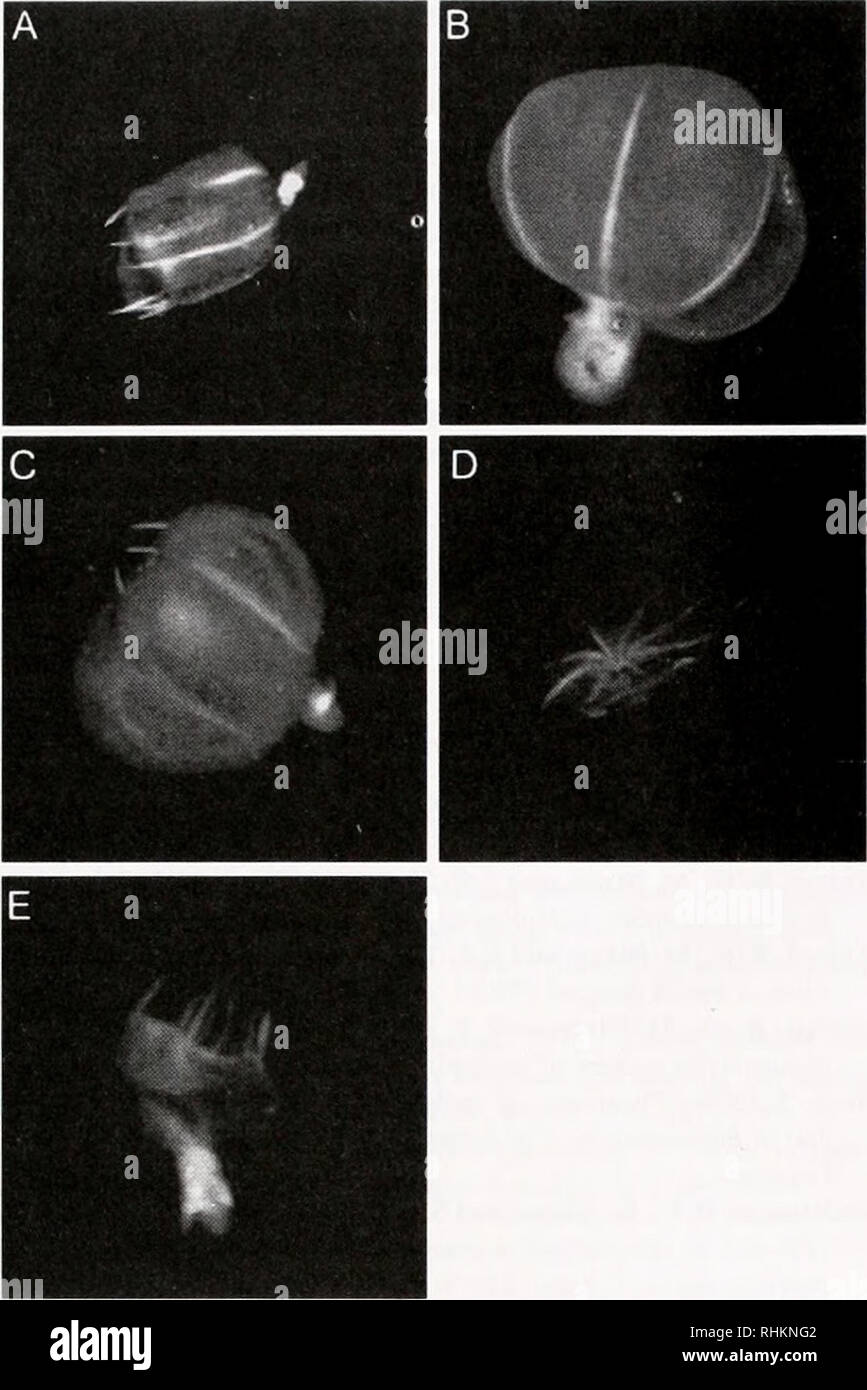 . The Biological bulletin. Biology; Zoology; Biology; Marine Biology ...