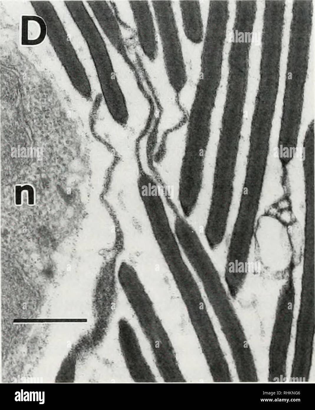 . The Biological bulletin. Biology; Zoology; Biology; Marine Biology ...