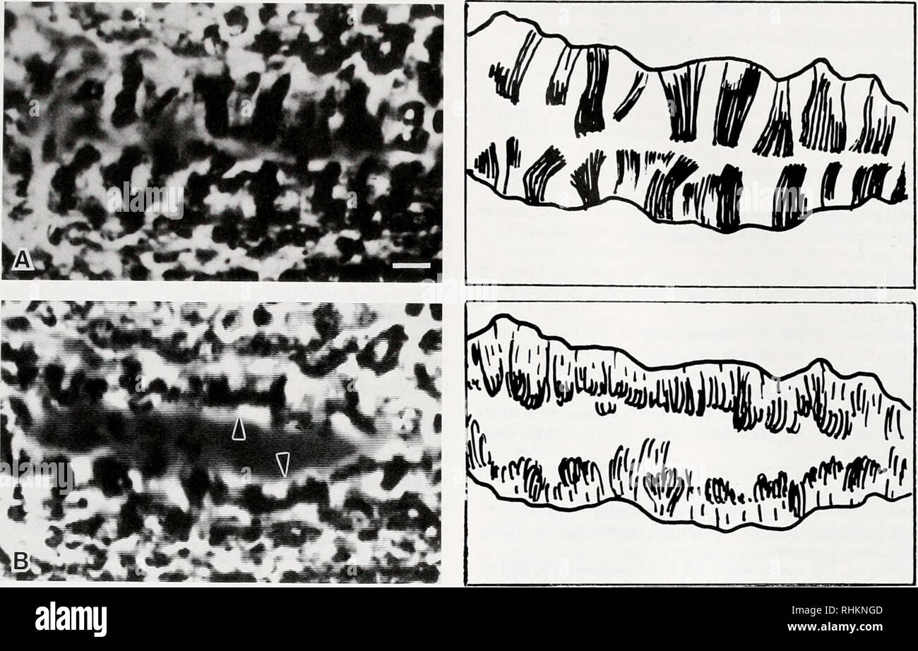 Diagrammed hi-res stock photography and images - Alamy