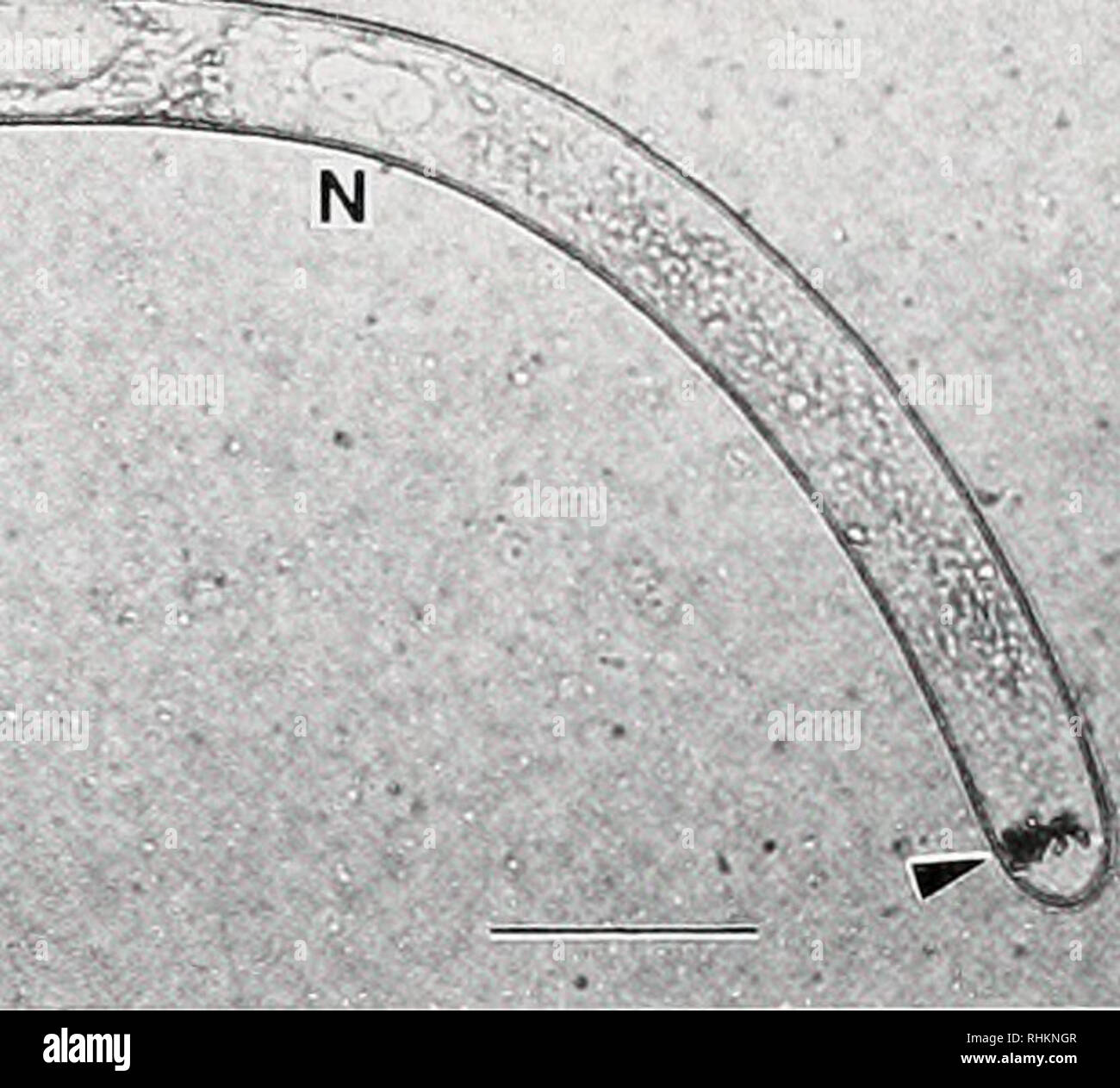 . The Biological bulletin. Biology; Zoology; Biology; Marine Biology ...