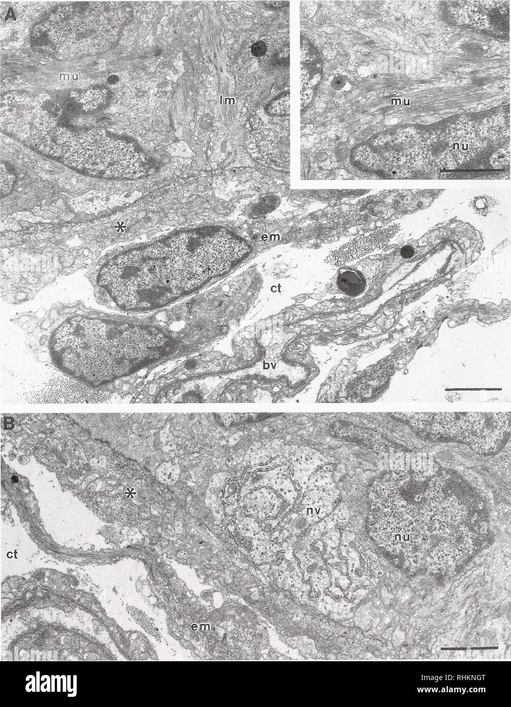 . The Biological bulletin. Biology; Zoology; Biology; Marine Biology ...