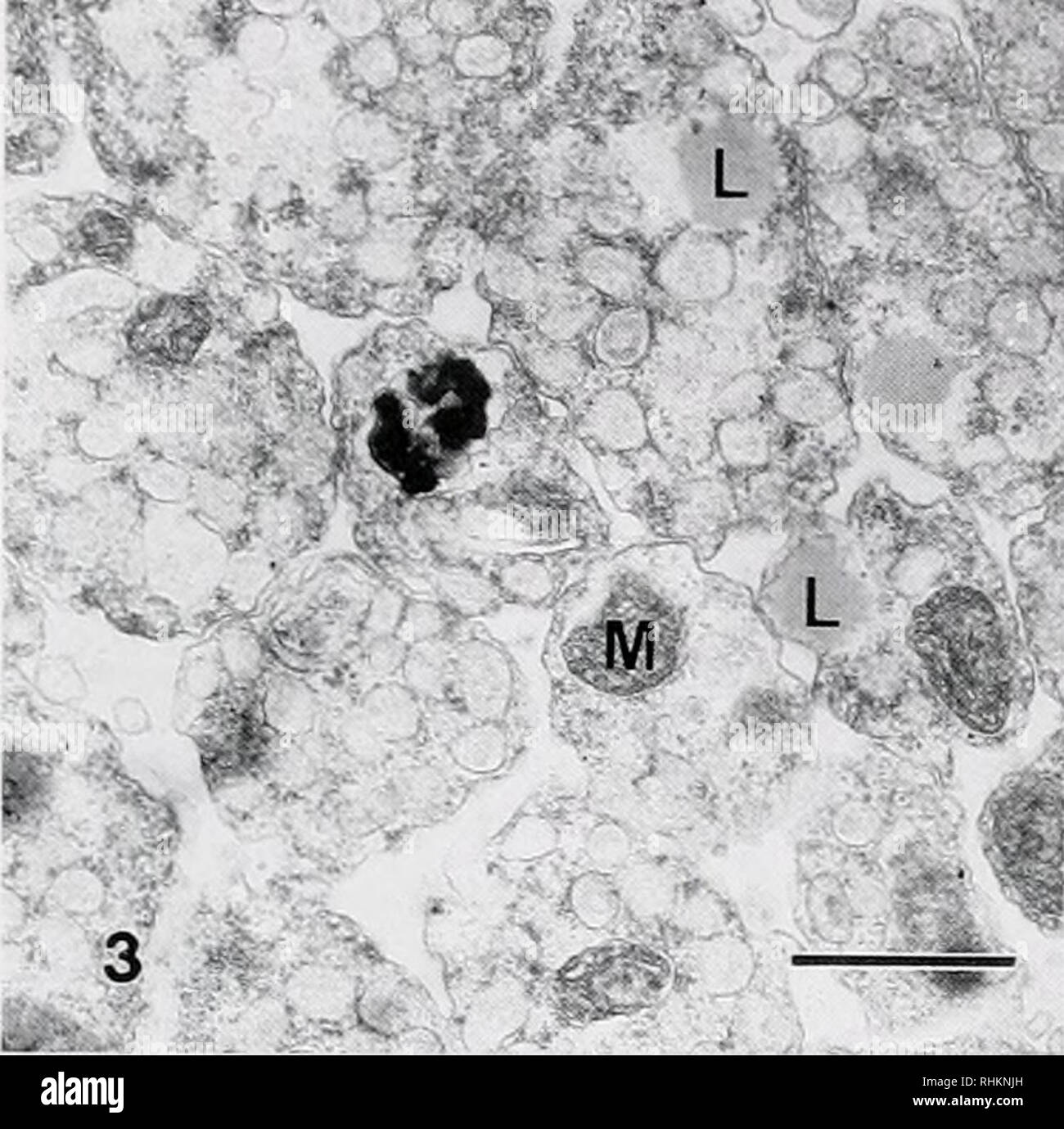 . The Biological bulletin. Biology; Zoology; Biology; Marine Biology ...