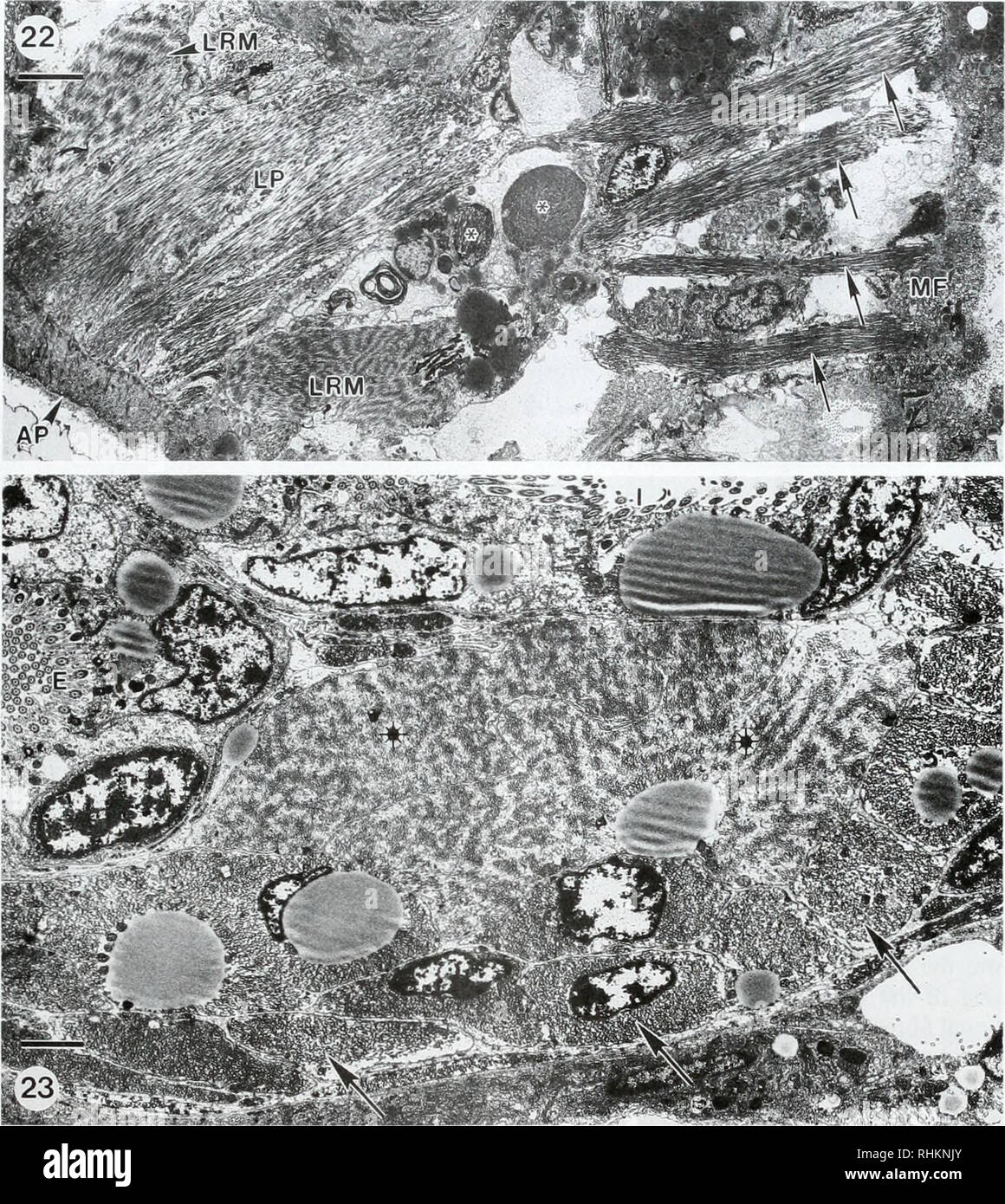 . The Biological bulletin. Biology; Zoology; Biology; Marine Biology ...