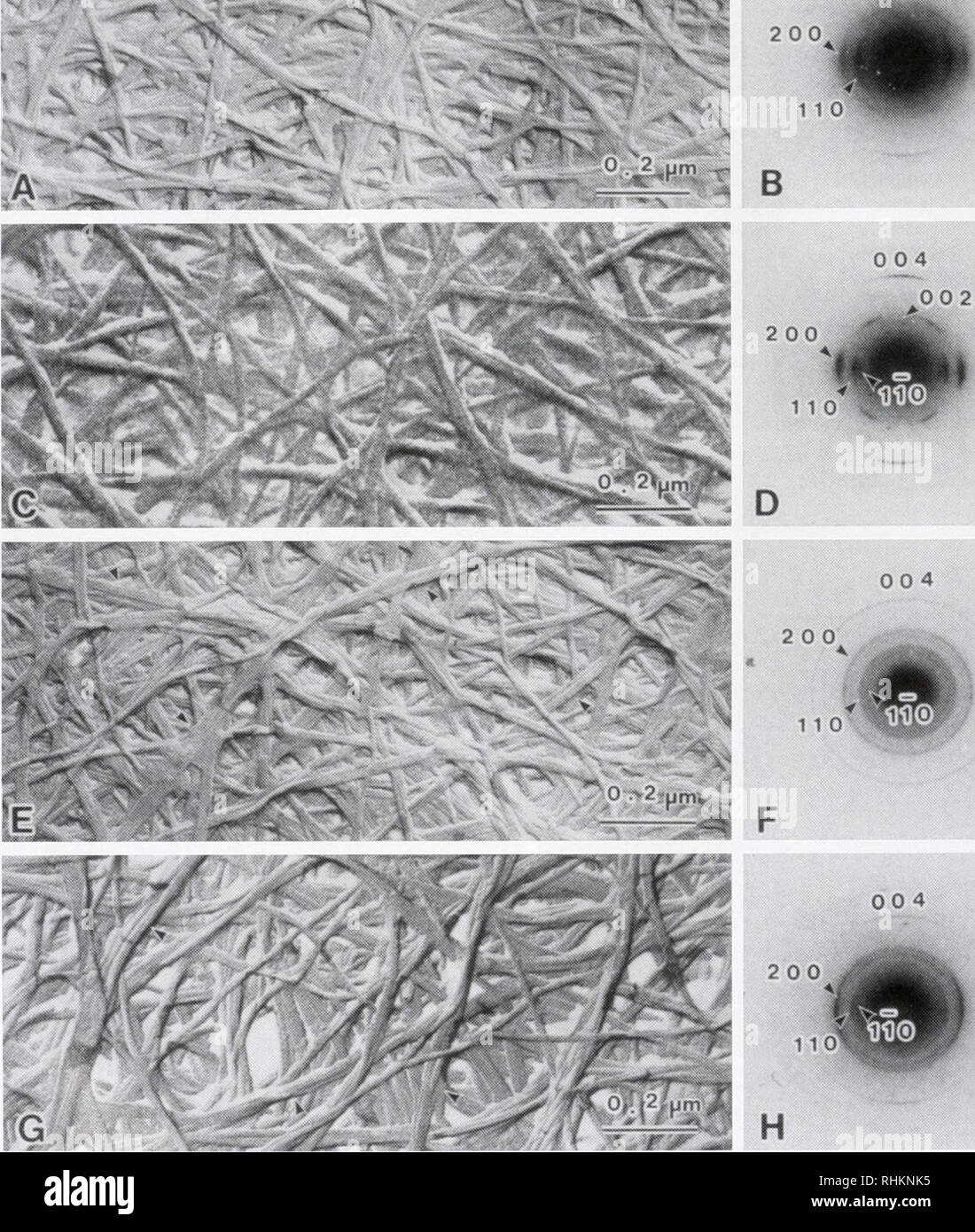 Cellulose microfibrils hi-res stock photography and images - Alamy