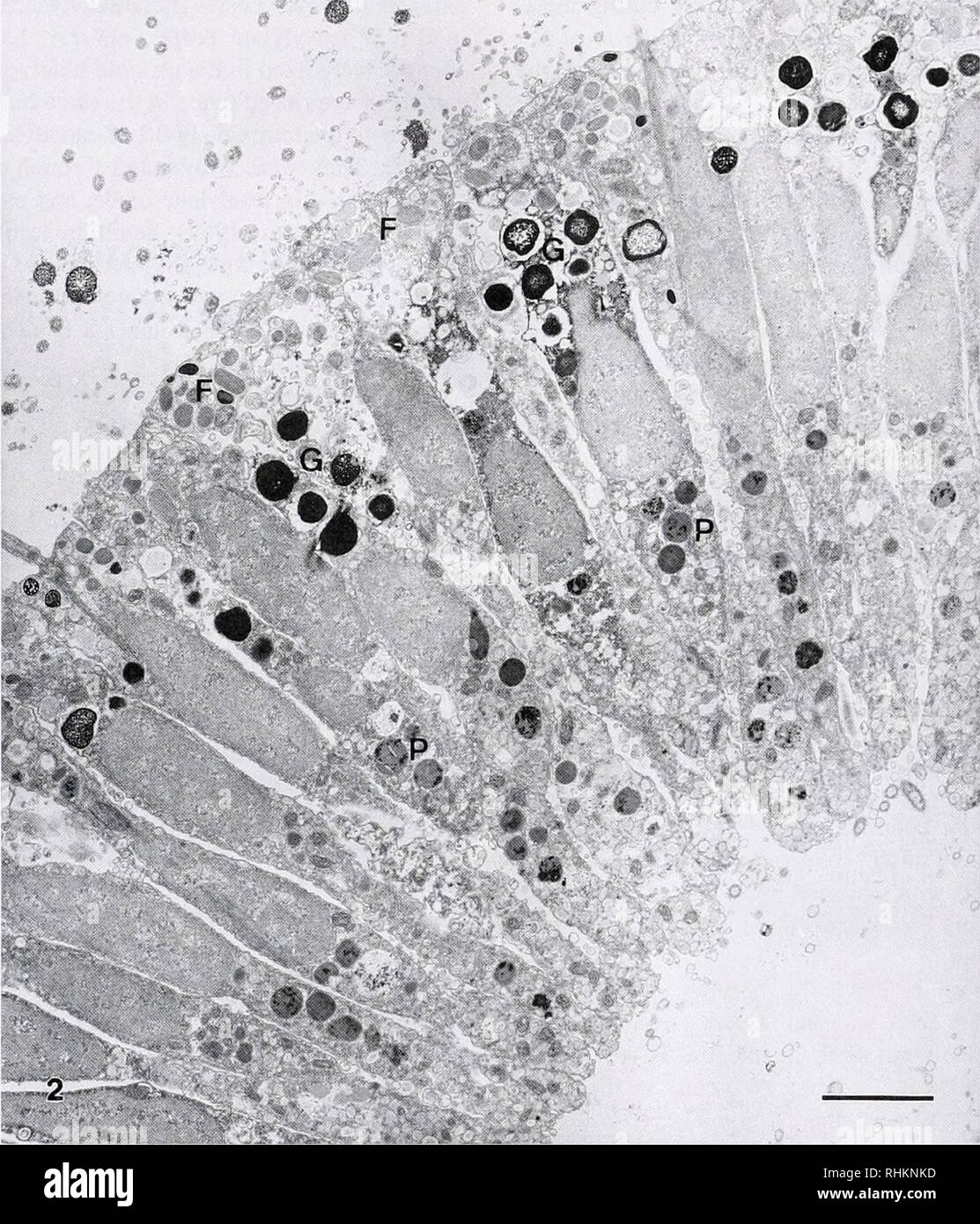 Coeloblastula hi-res stock photography and images - Alamy