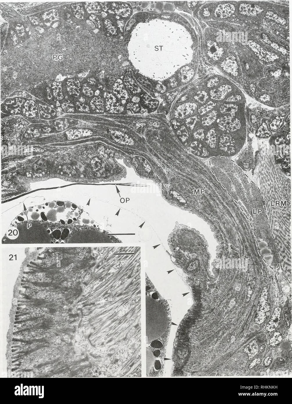 . The Biological bulletin. Biology; Zoology; Biology; Marine Biology ...