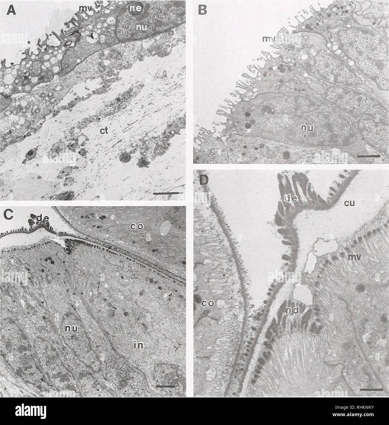 Tem images hi-res stock photography and images - Alamy