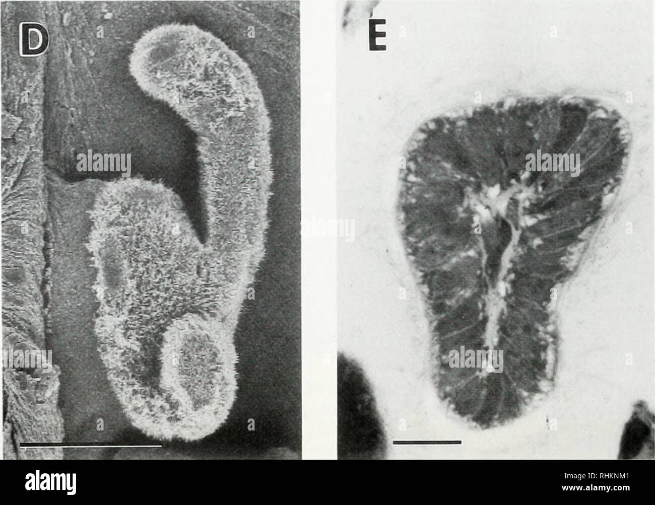 . The Biological bulletin. Biology; Zoology; Biology; Marine Biology ...