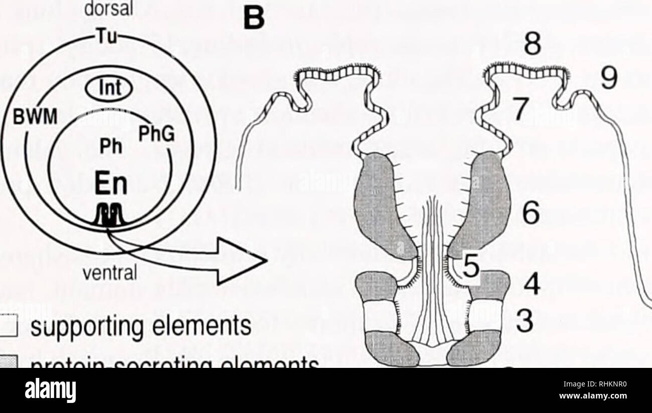 . The Biological bulletin. Biology; Zoology; Biology; Marine Biology ...