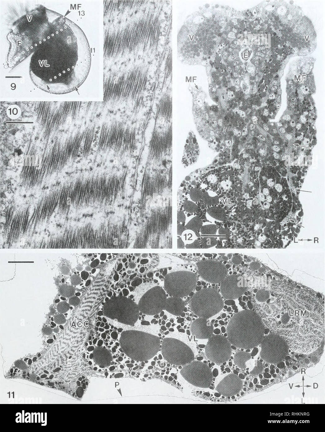 . The Biological bulletin. Biology; Zoology; Biology; Marine Biology ...