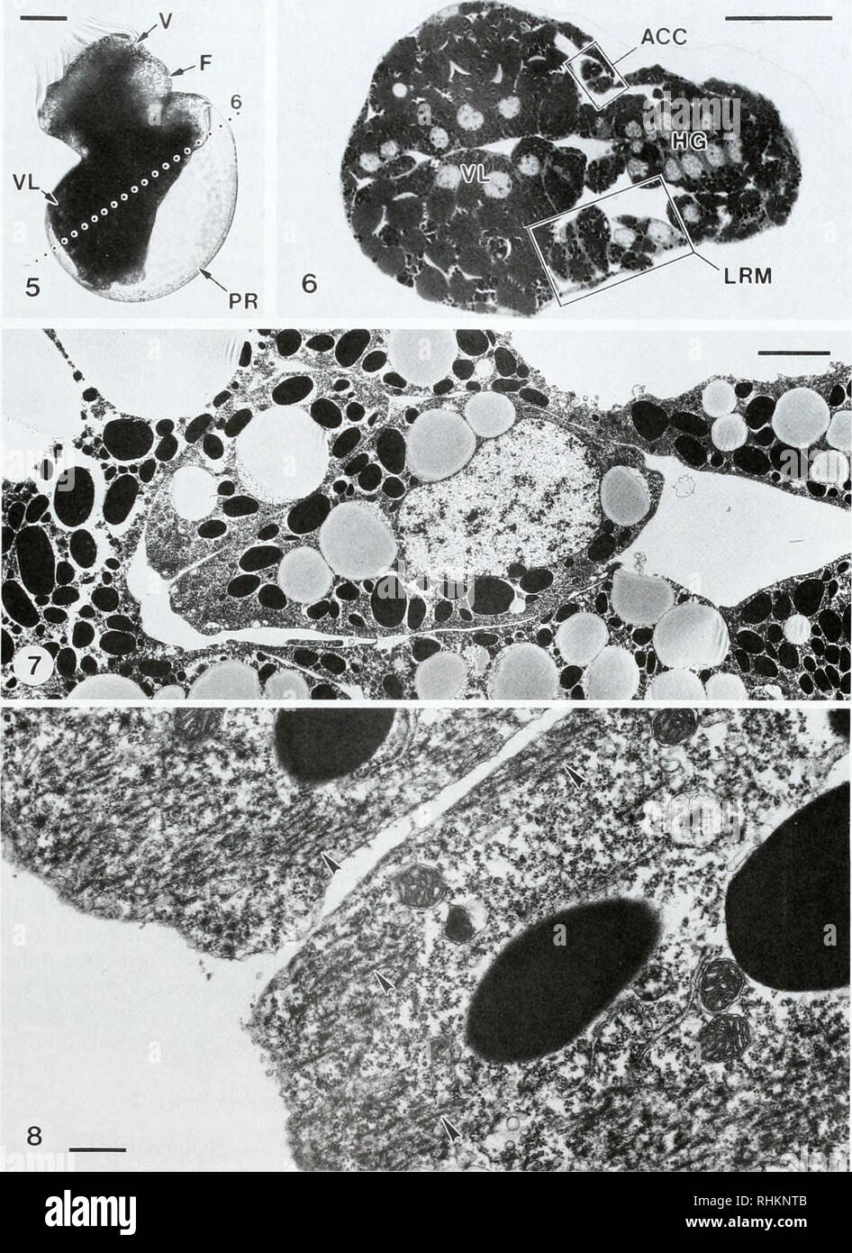 . The Biological bulletin. Biology; Zoology; Biology; Marine Biology ...