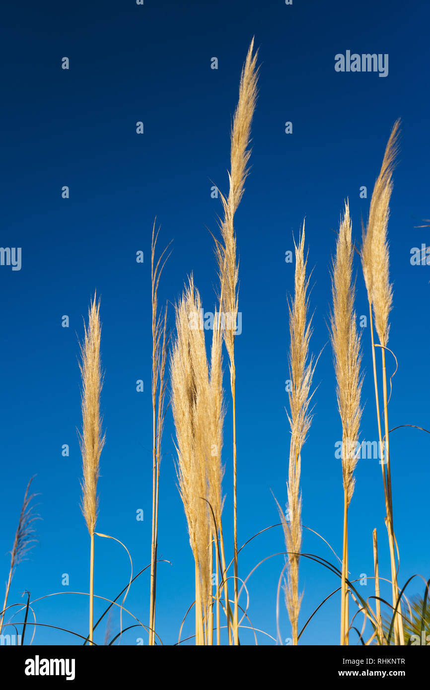 Bright yellow golden, gold, dry reed plants against blue sky, high ...