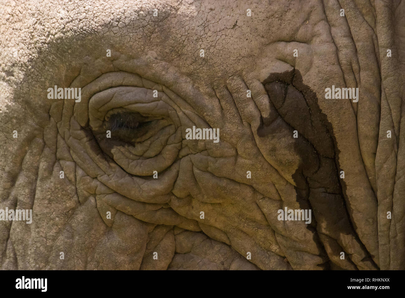 Elephants wrinkled skin hi-res stock photography and images - Alamy
