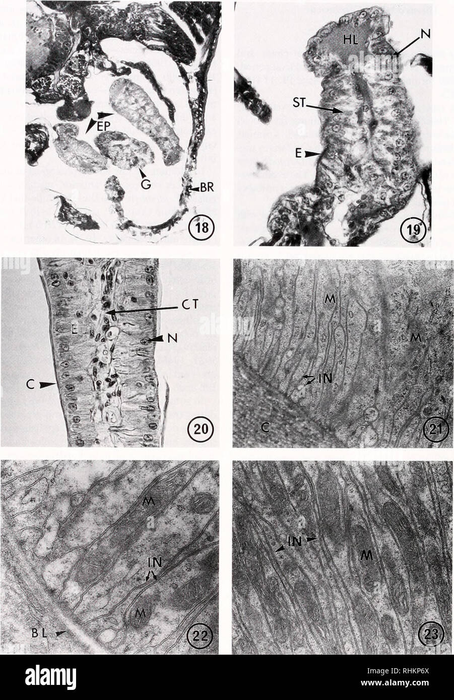 . The Biological bulletin. Biology; Zoology; Biology; Marine Biology ...