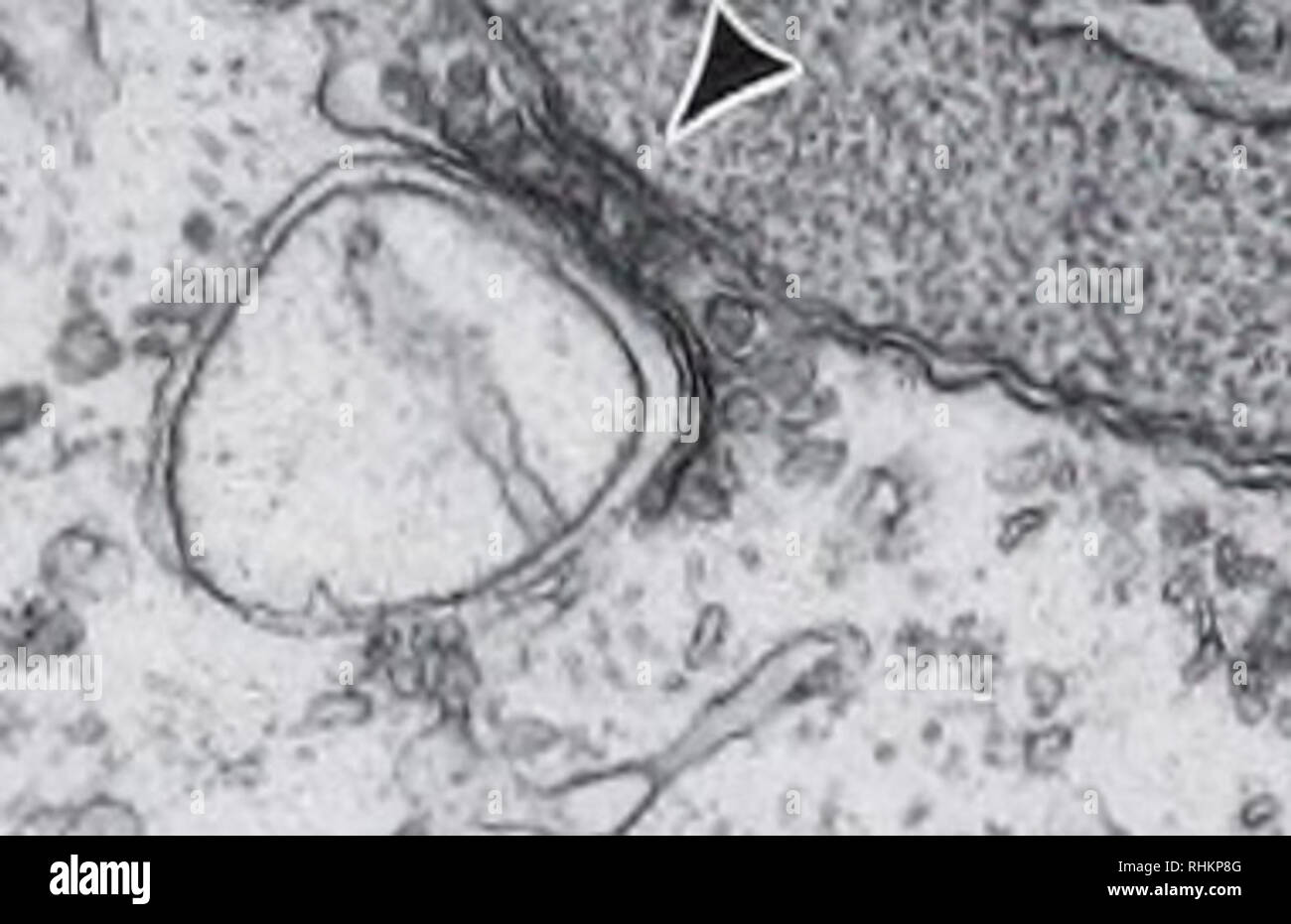 . The Biological bulletin. Biology; Zoology; Biology; Marine Biology. v ...