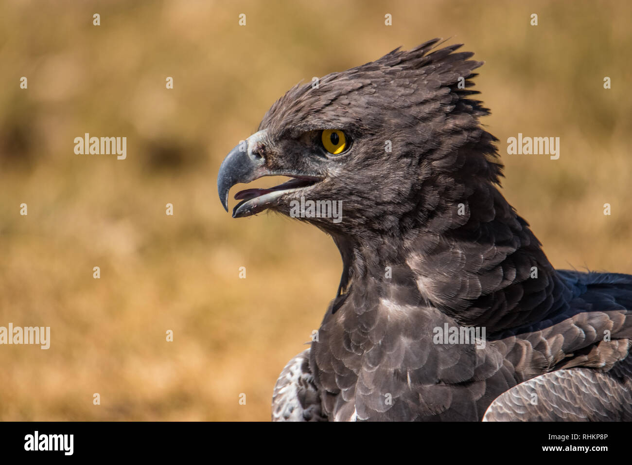 Ngorongoro conservancy area hi-res stock photography and images - Alamy