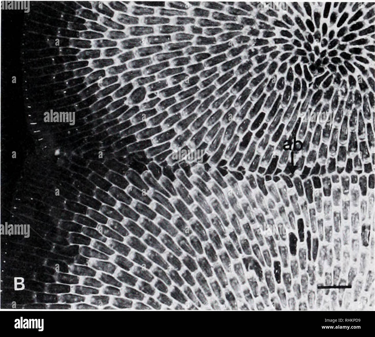. The Biological bulletin. Biology; Zoology; Biology; Marine Biology ...