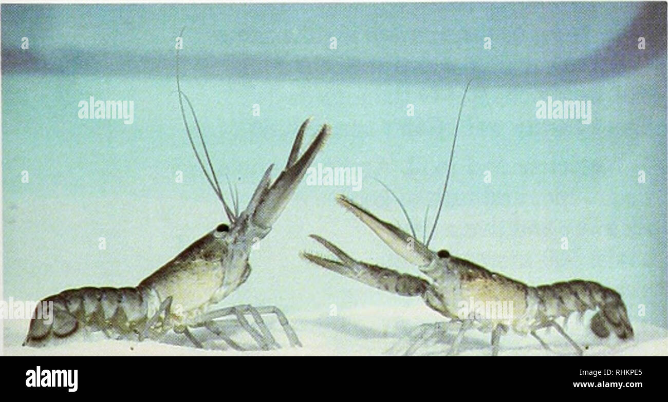 Lobster biol hi-res stock photography and images - Alamy