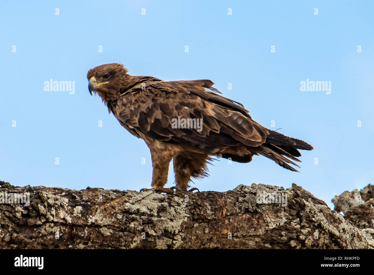 Serengeti eagle hi-res stock photography and images - Alamy