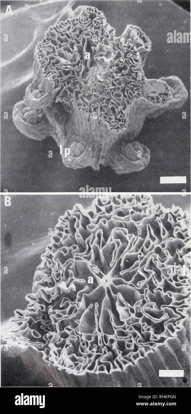 . The Biological bulletin. Biology; Zoology; Biology; Marine Biology ...