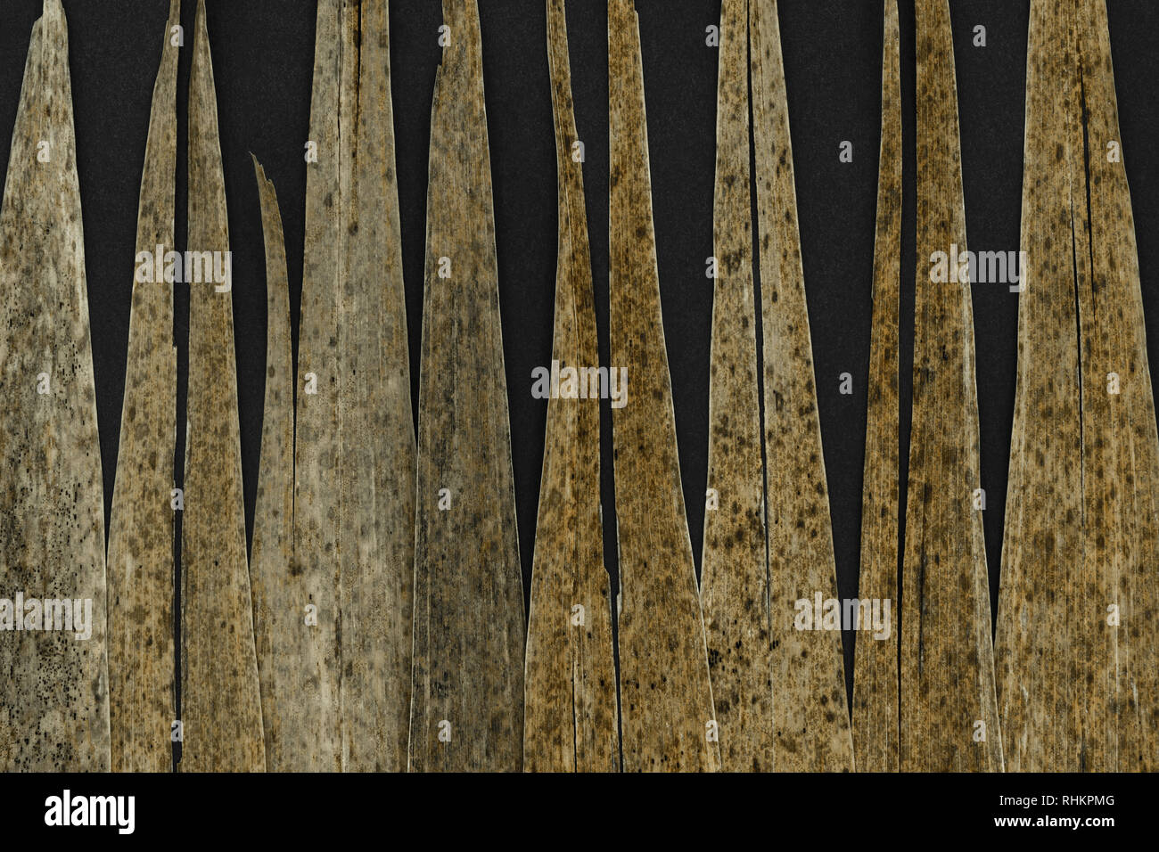Abstract background of brown dry reed leaves on black background Stock ...