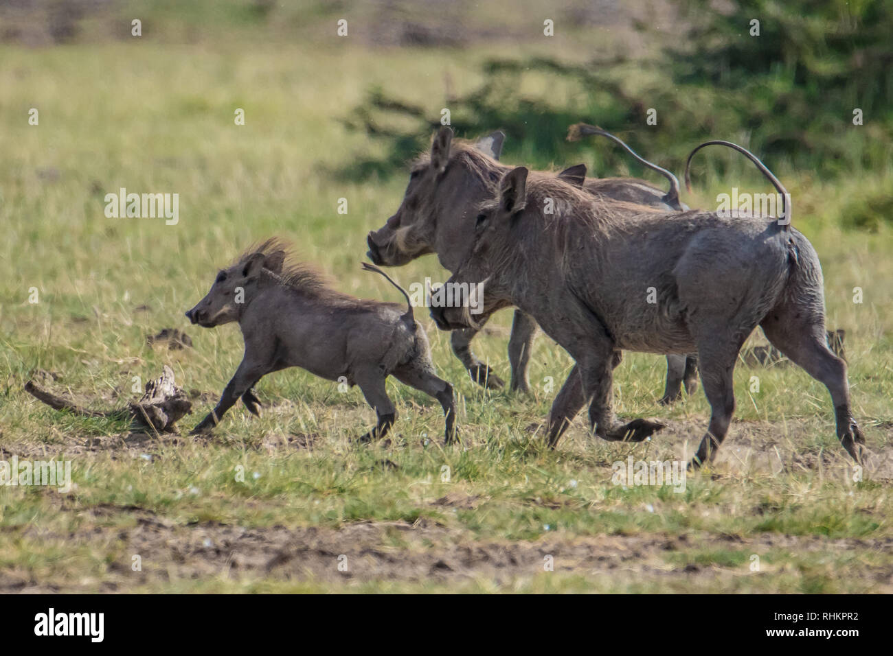 Family of warthogs Stock Photo - Alamy