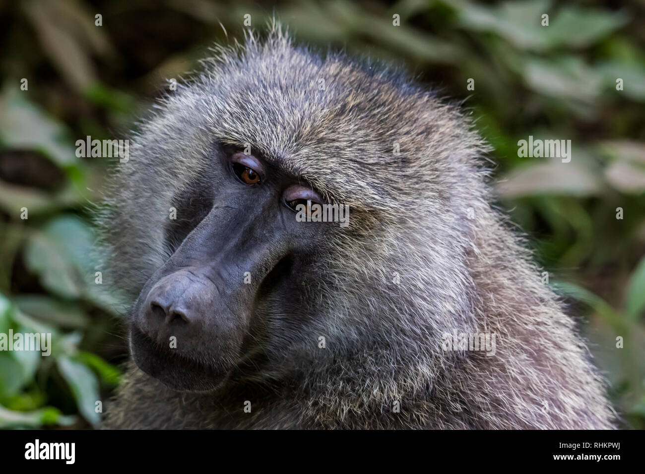 Baboon face portrait Stock Photo - Alamy