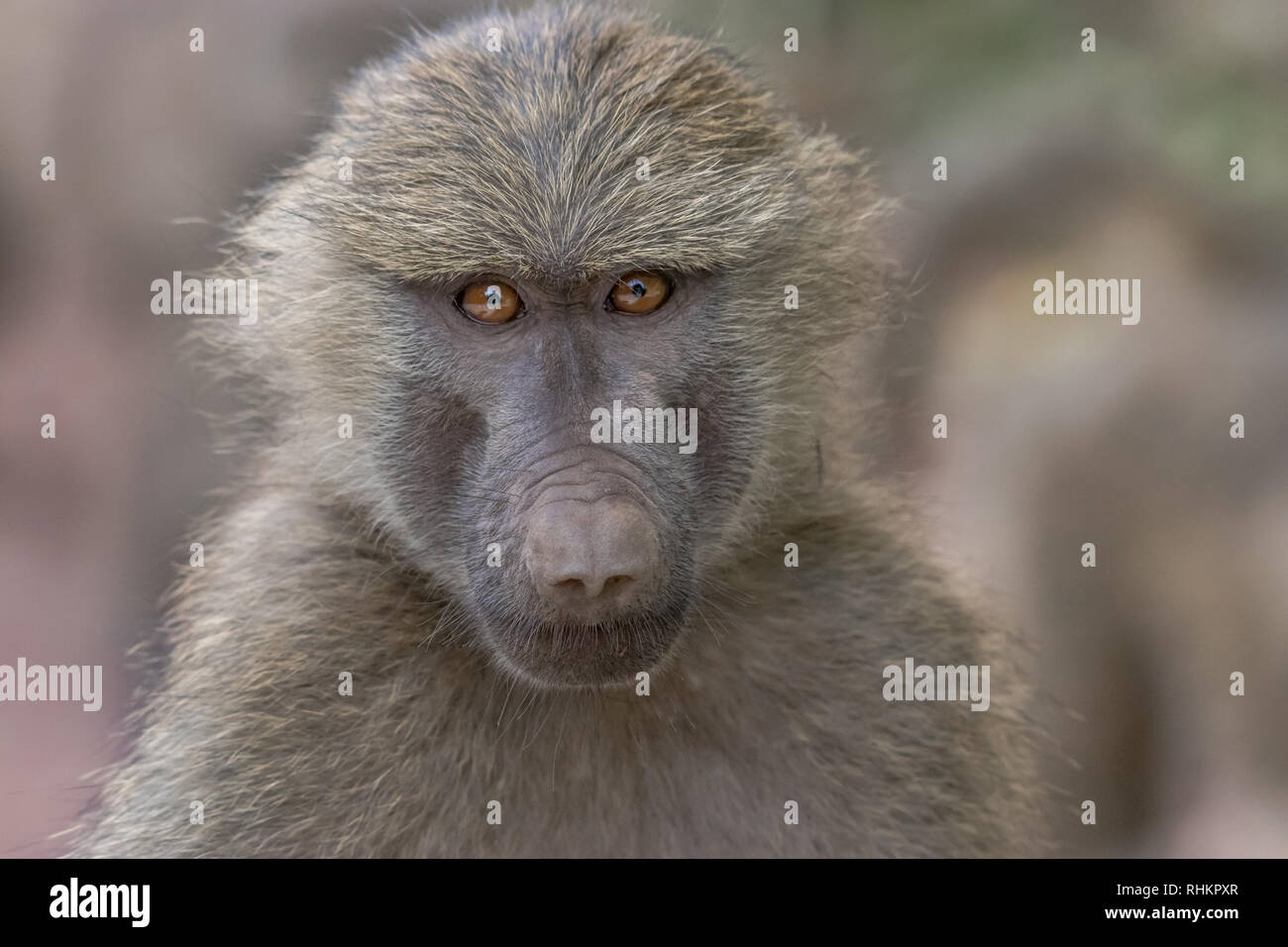 Baboon face hi-res stock photography and images - Alamy