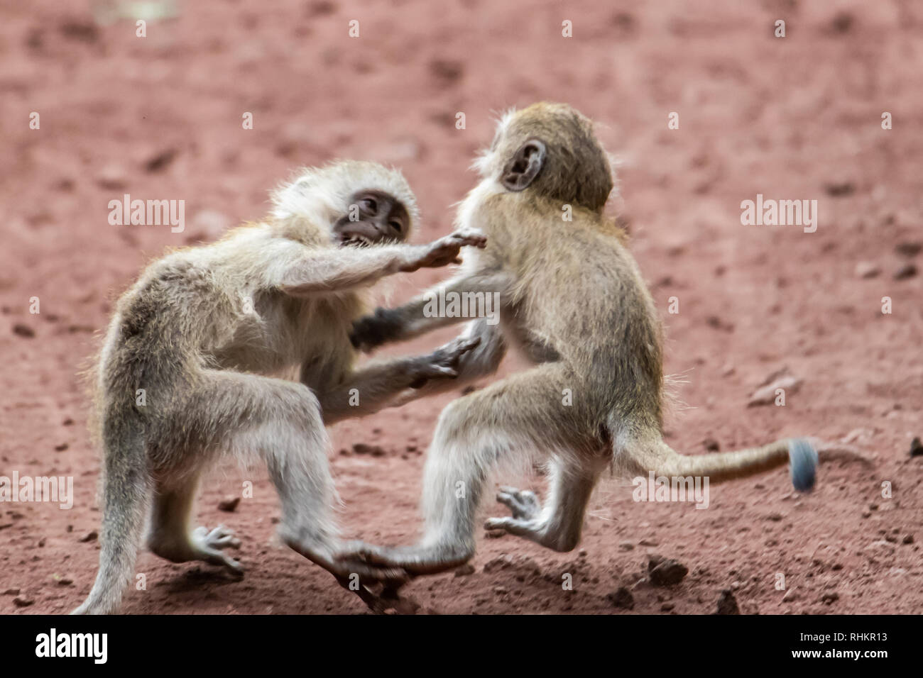 Vervet monkey family hi-res stock photography and images - Alamy