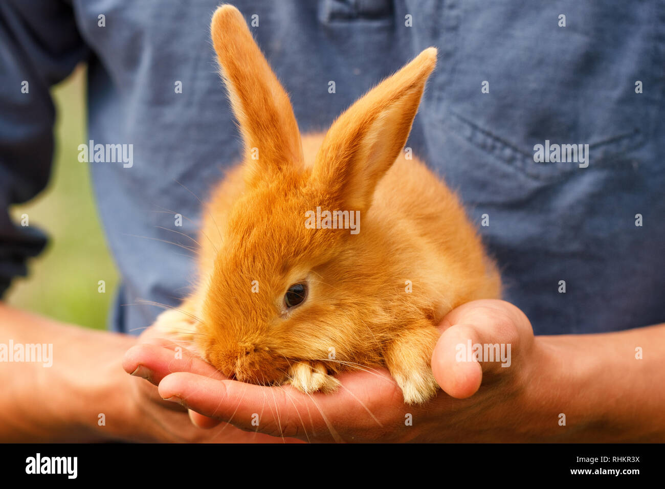 little cute rabbit sitting on his hands Stock Photo - Alamy