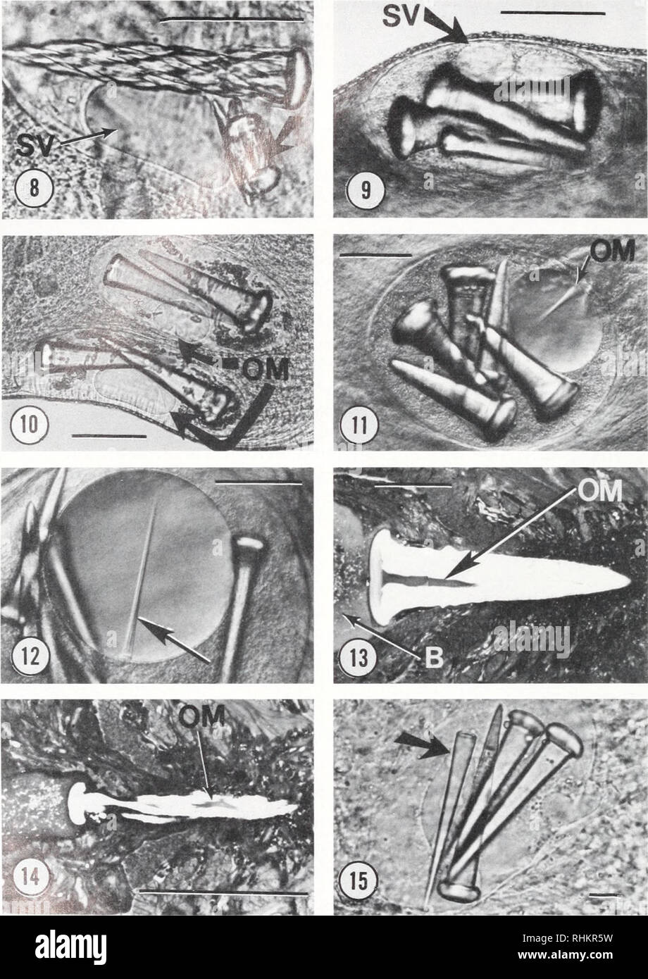 . The Biological bulletin. Biology; Zoology; Biology; Marine Biology ...