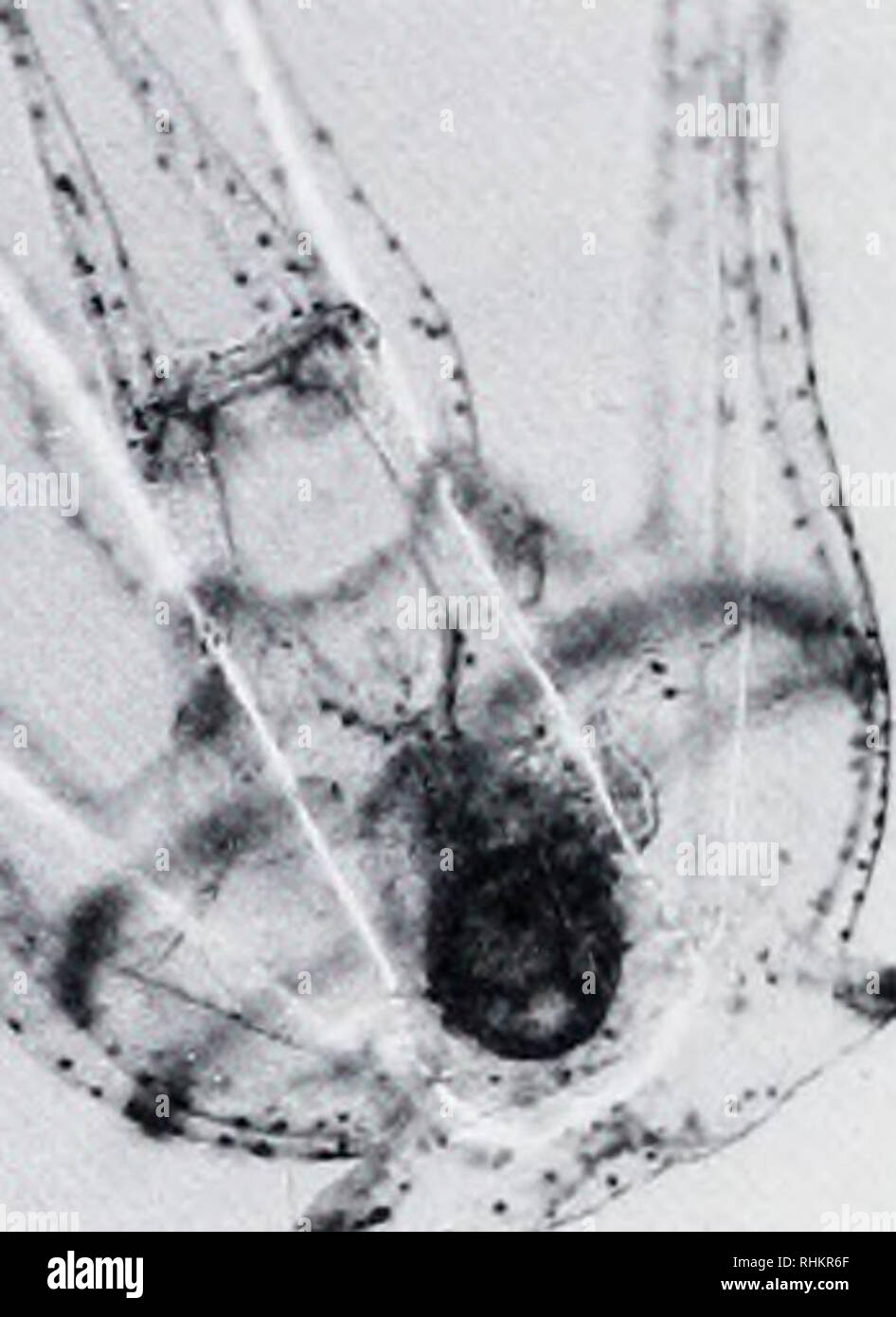 . The Biological bulletin. Biology; Zoology; Biology; Marine Biology ...