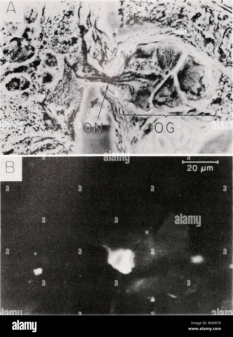 . The Biological bulletin. Biology; Zoology; Biology; Marine Biology ...