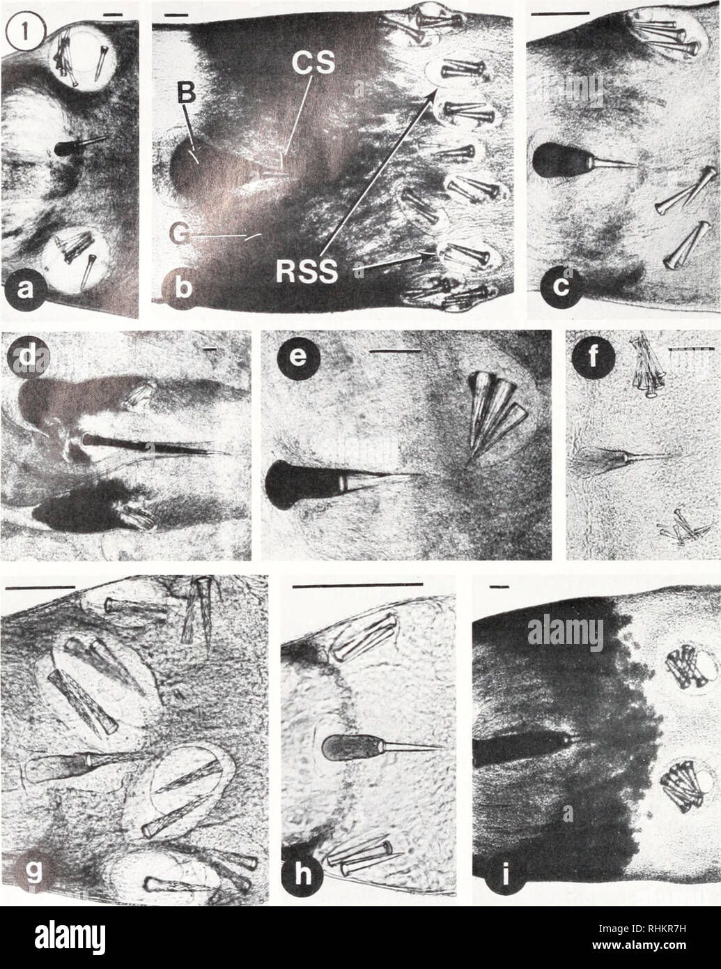 . The Biological bulletin. Biology; Zoology; Biology; Marine Biology ...