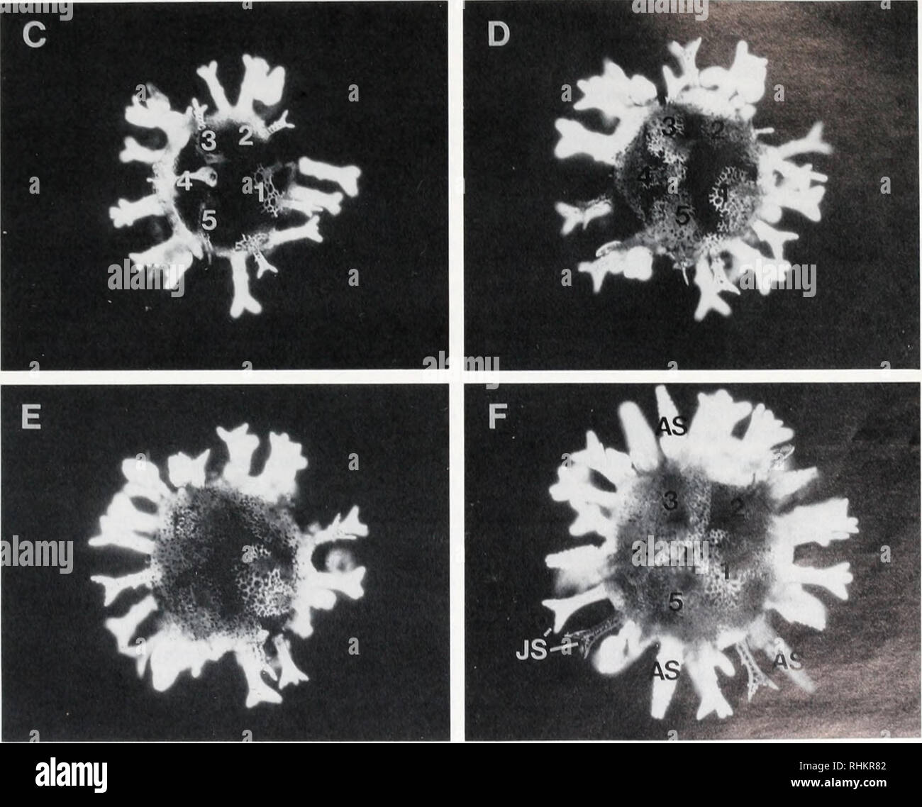 . The Biological bulletin. Biology; Zoology; Biology; Marine Biology ...