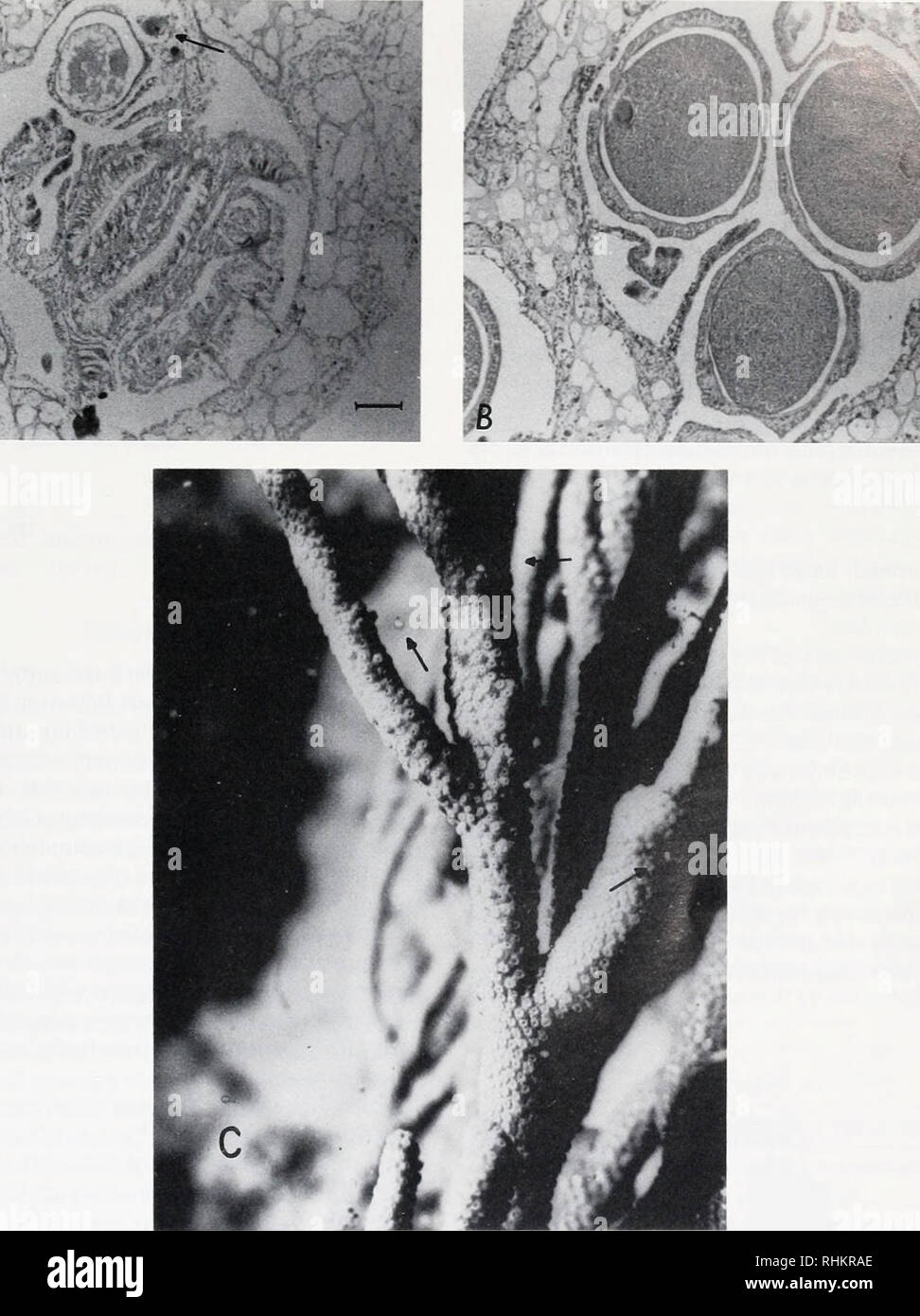 Polyp stages hi-res stock photography and images - Alamy