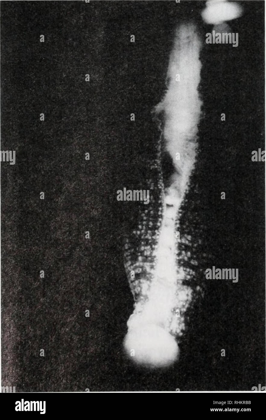 . The Biological bulletin. Biology; Zoology; Biology; Marine Biology ...